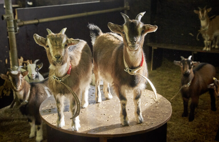 Goat Personality Traits and Their Importance in the Herd - Goat Journal